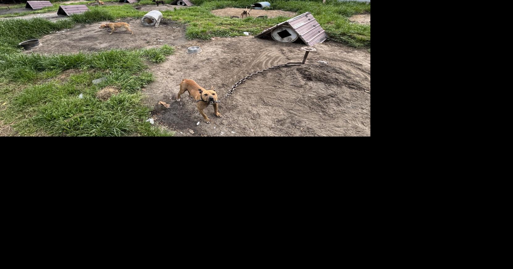 160 dogs rescued from SC dog fighting ring