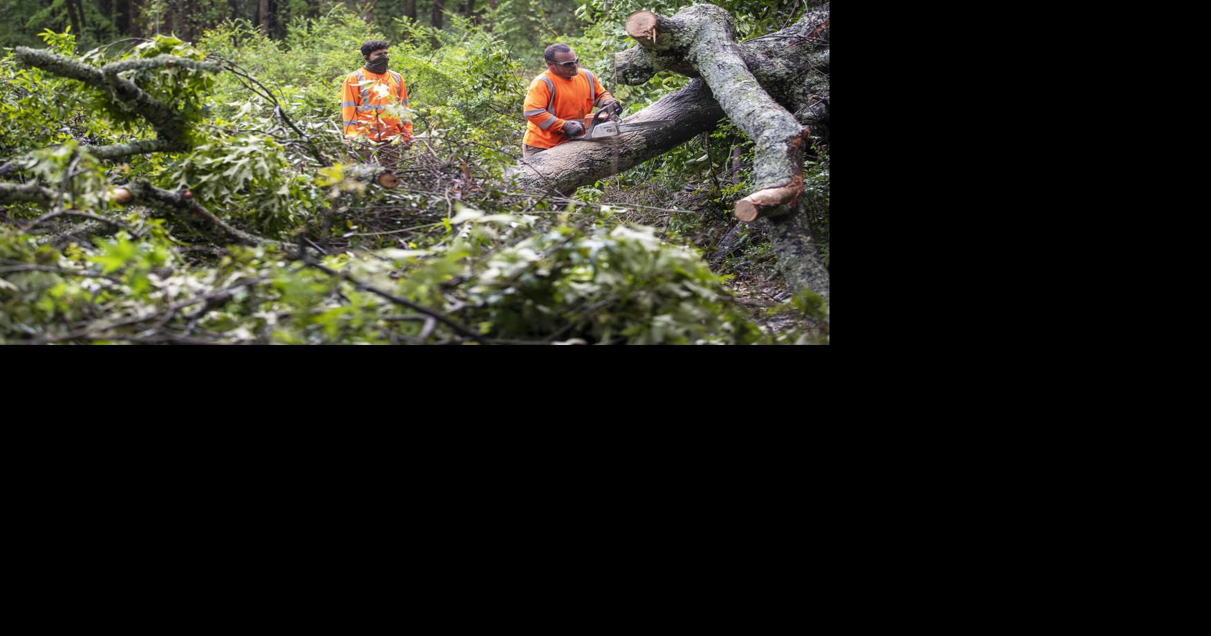 mount pleasant trees ltd