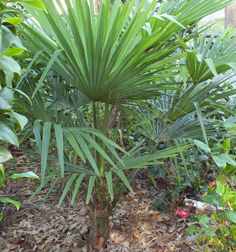 Palm trees give yards tropical feel | Archived Opinion From The North ...