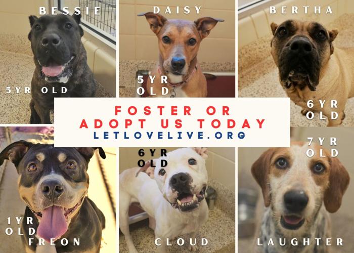 ANIMAL CONNECTION: SPCA Albrecth Center is filled with animals in need ...