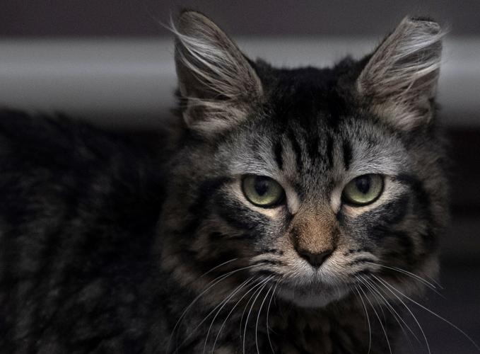 High five a cat? An SC shelter hopes it will fuel adoptions