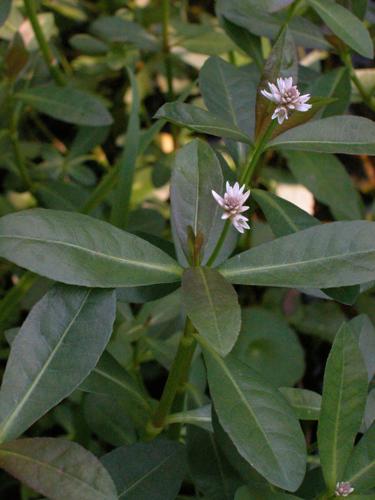 Can you identify this week’s mystery plant? | Community News ...