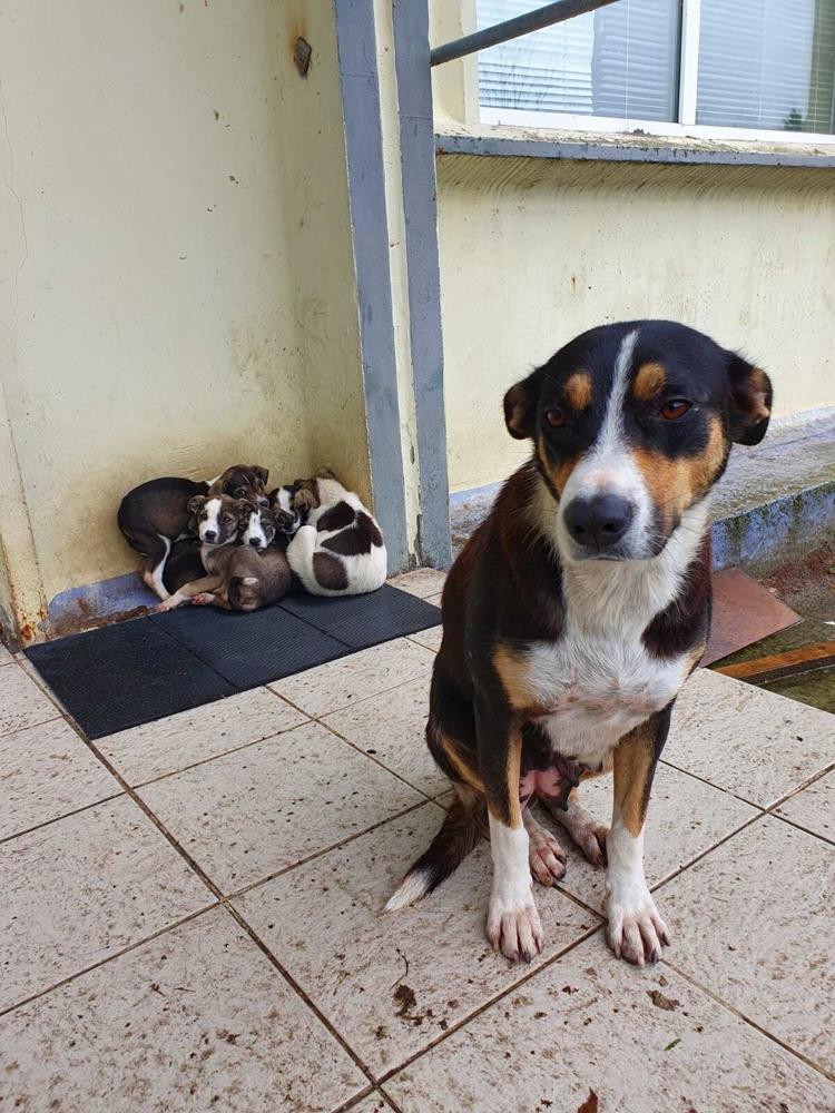 USC prof studying the dogs who survived Chernobyl disaster