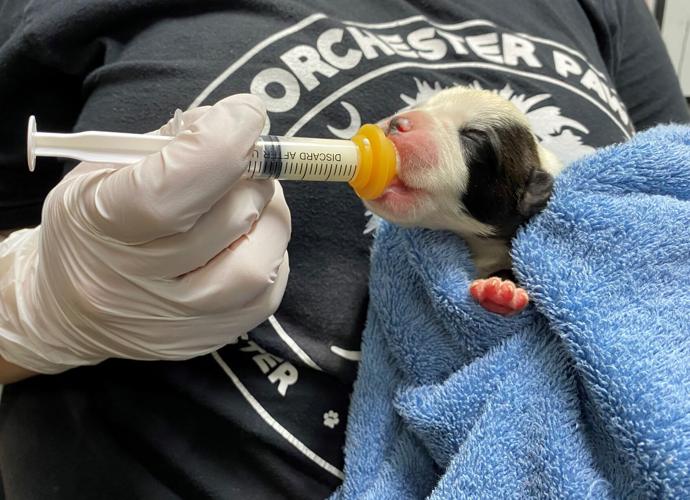 Dorchester Paws preps for new shelter, still at maximum capacity ...