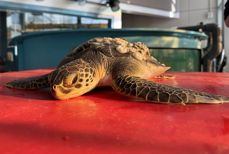 Cold brings first sea turtle of 2026 to S.C. aquarium