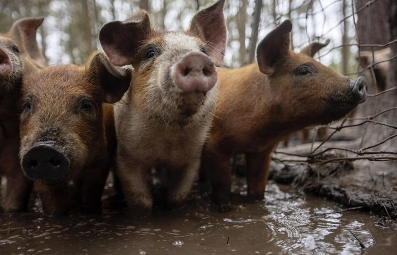 Photo Essay: Dorchester County pig farmer creates new family tradition