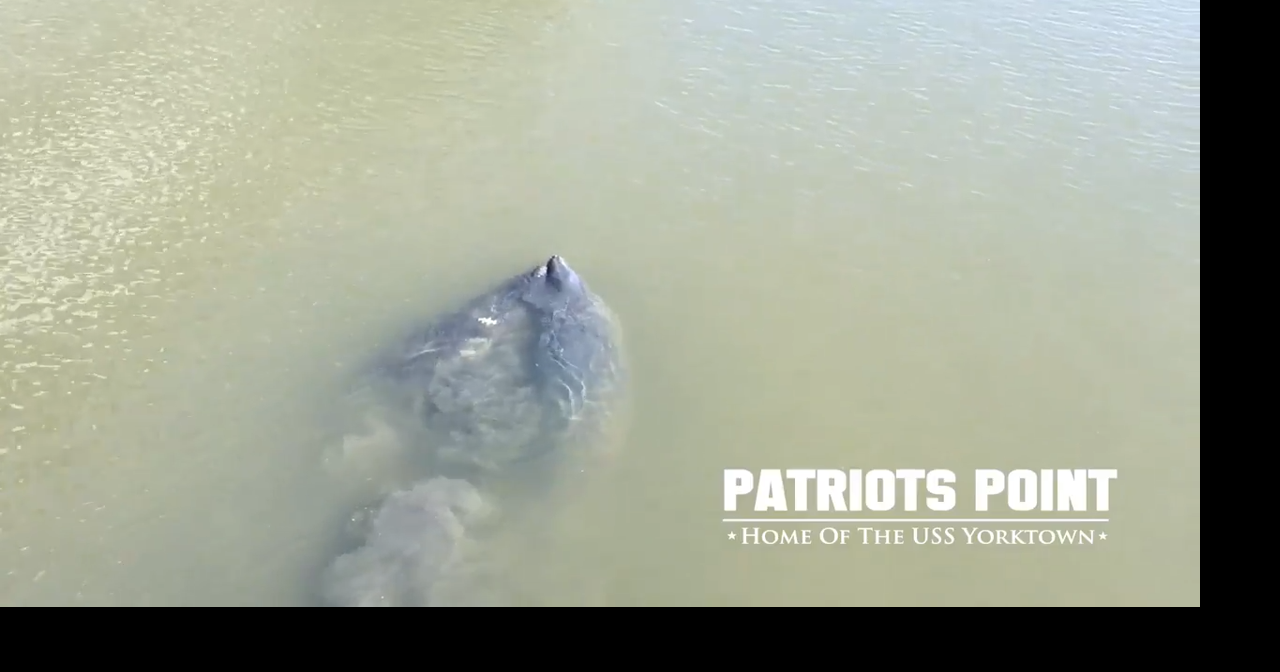 'Snuggling' manatees spotted near Patriots Point | News ...