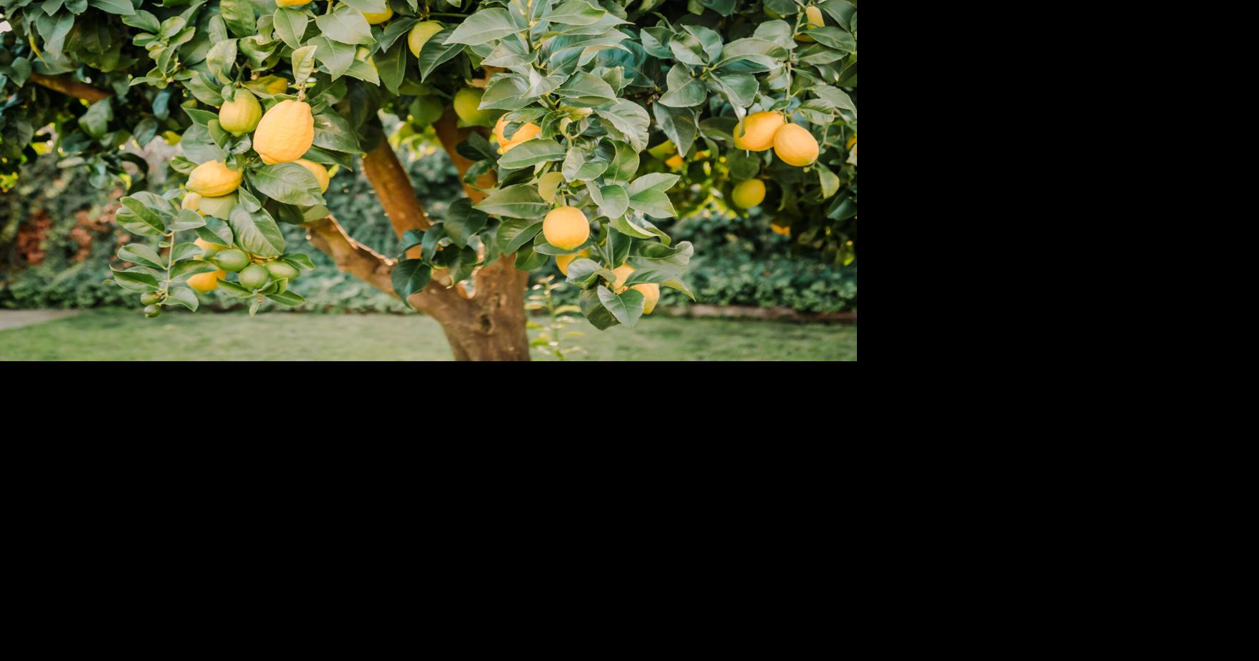 Southeastern Citrus Expo celebrates local winter produce
