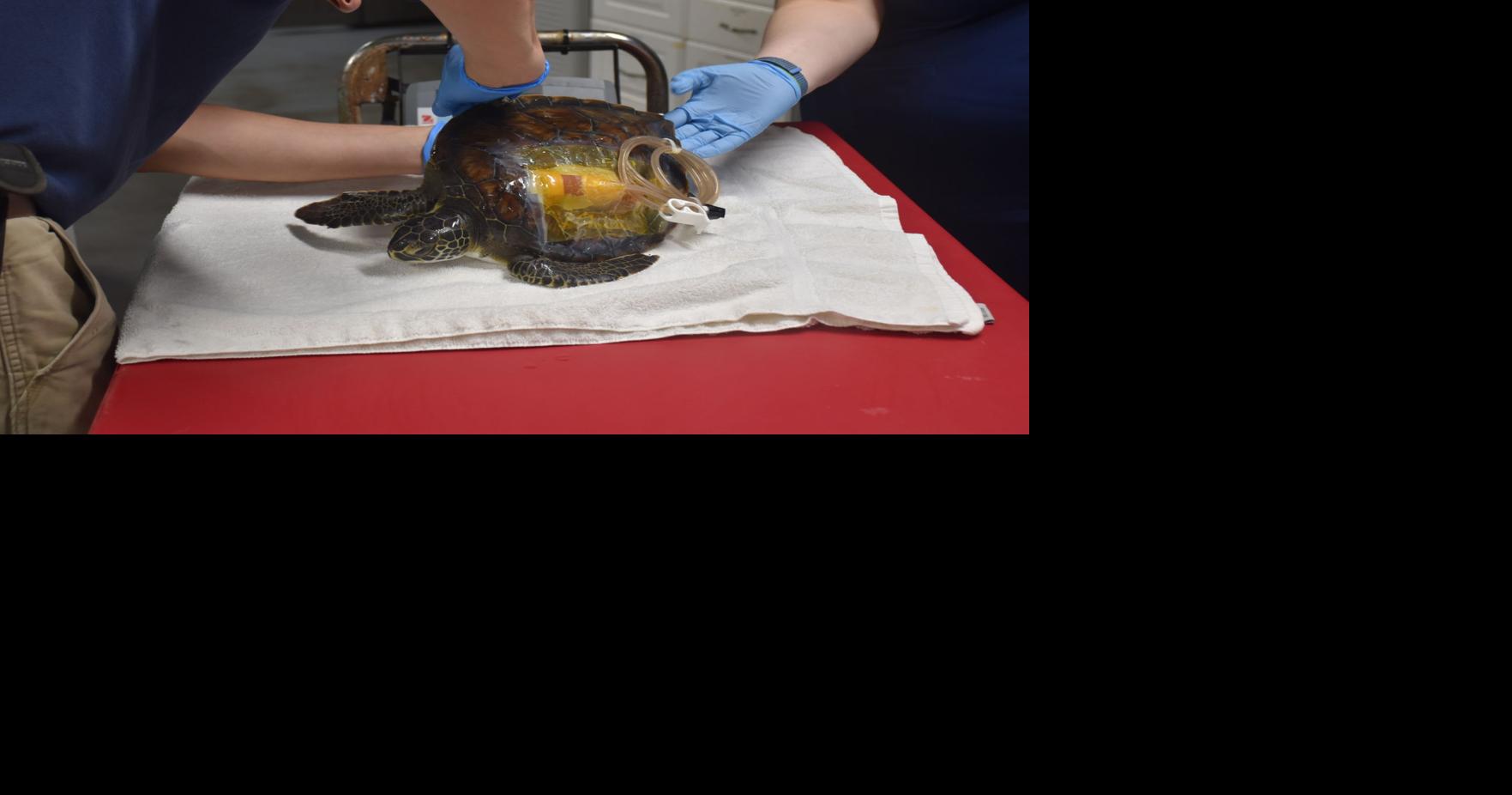 Propeller-slashed endangered turtle given stem cell chance at S.C ...