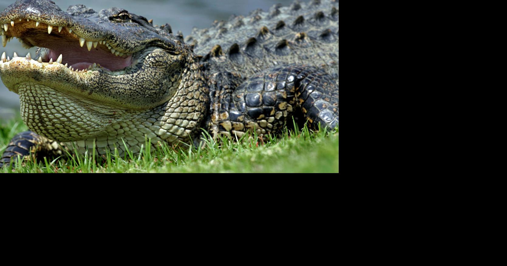 Headless, tailless alligator floats up to Charleston-area dock near ...