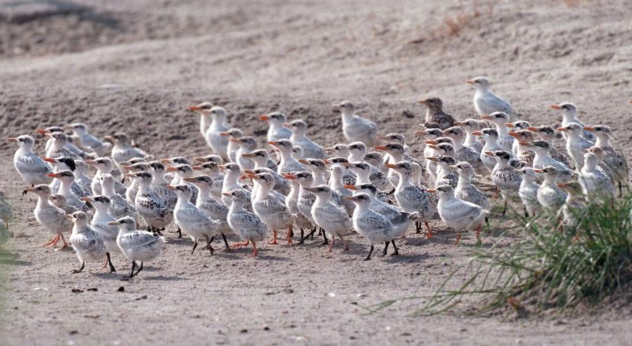 Start of nesting season prompts closure of Crab Bank, other seabird ...