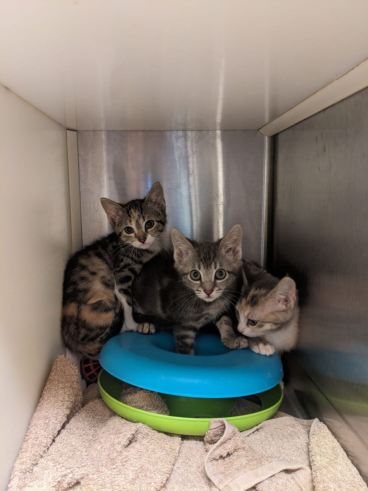 SPCA Albrecht Center offers tips for adopting a dog