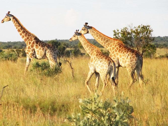 giraffe herd size