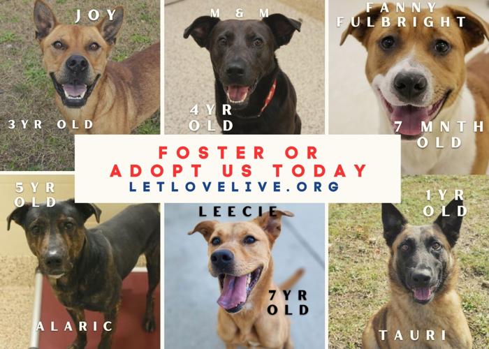 ANIMAL CONNECTION: SPCA Albrecth Center is filled with animals in need ...