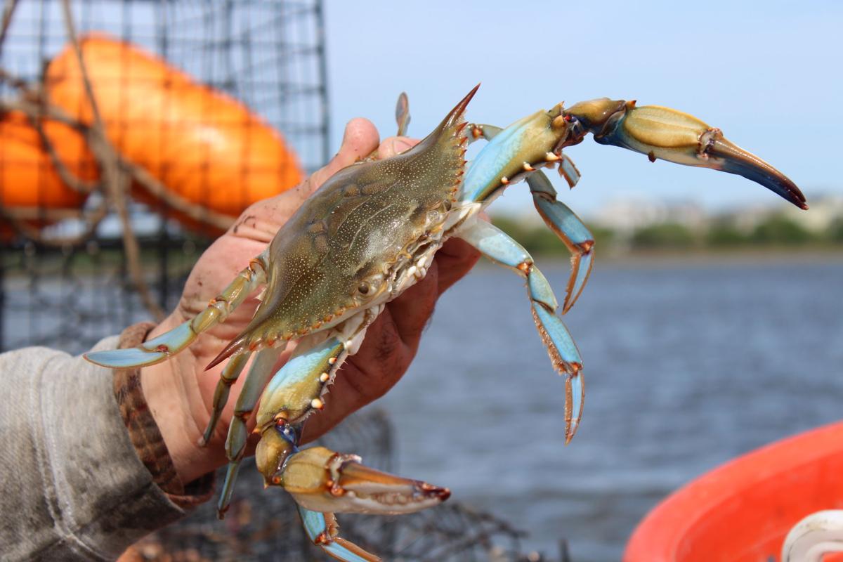 Soft-shell crab season is 'the start of all the good stuff' | News ...