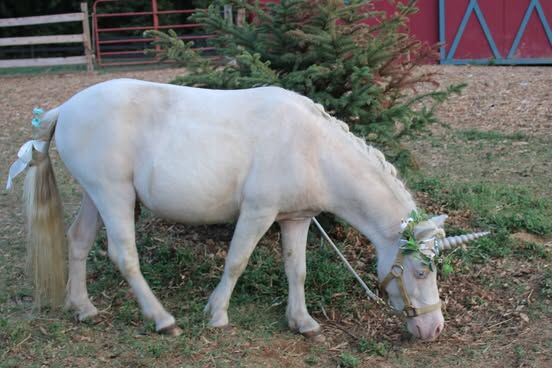 Fountain Inn's Hidden Pasture turns ponies into unicorns