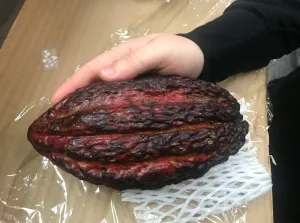 Guess the mystery plant: A bitter fruit that makes a sweet treat