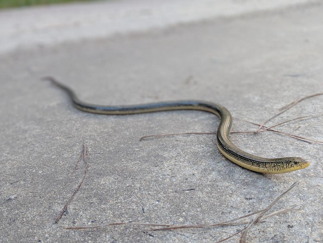 Fun facts about the legless eastern glass lizard found in SC