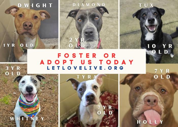 ANIMAL CONNECTION: SPCA Albrecth Center is filled with animals in need ...