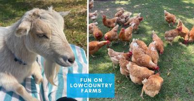 Fun on the farm: From goat yoga to U-pick flowers, Lowcountry farms ...