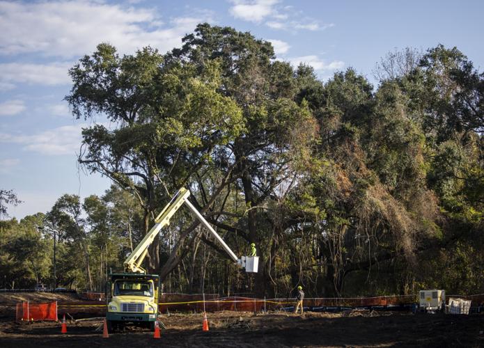 100-year-old oak tree to be relocated in Mount Pleasant