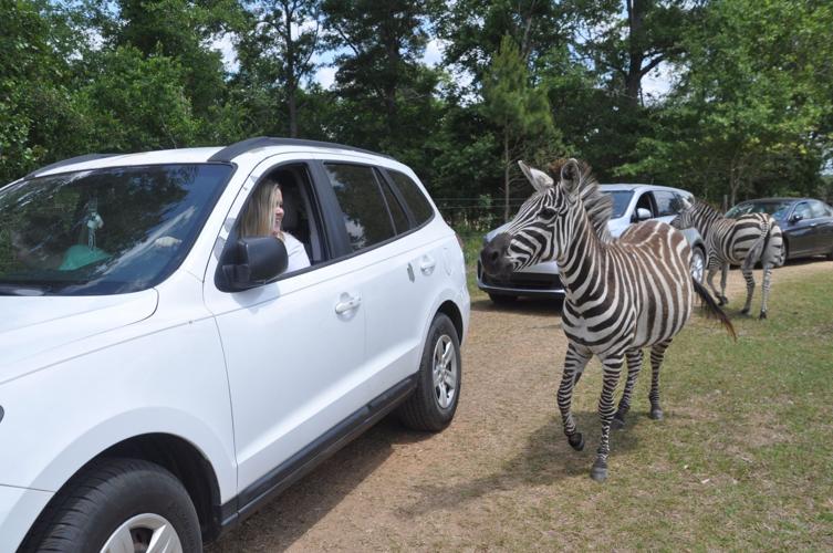 Safari park in Salley provides a family-friendly escape during ...