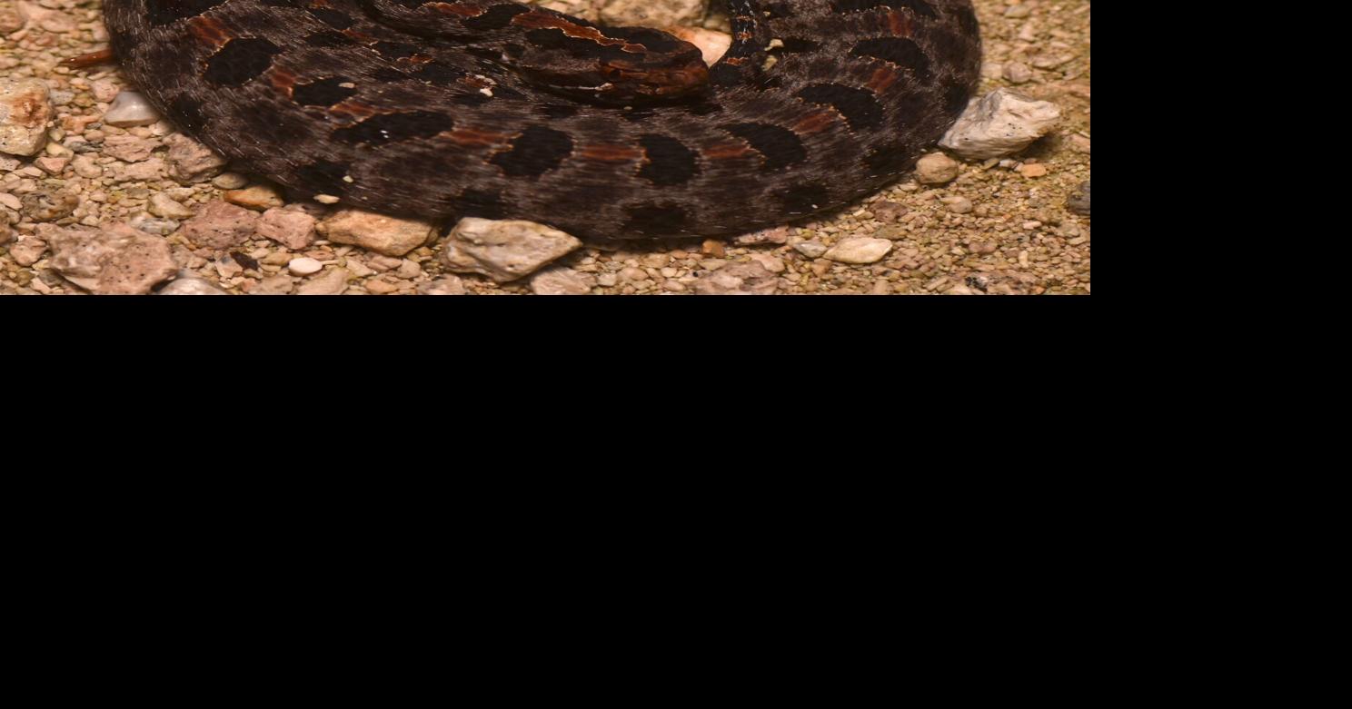 ECOVIEWS: What are pit vipers?