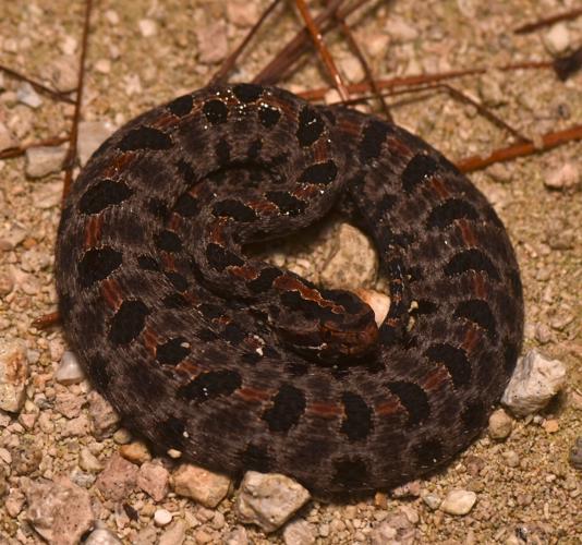 ECOVIEWS: What are pit vipers?