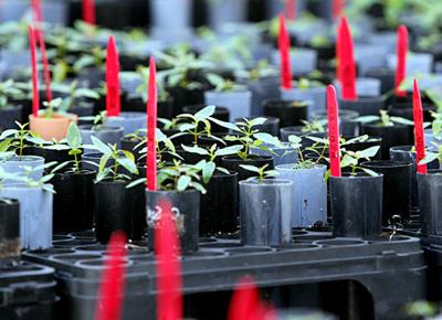South Carolina handing control of its last tree nursery to Ridgeville ...
