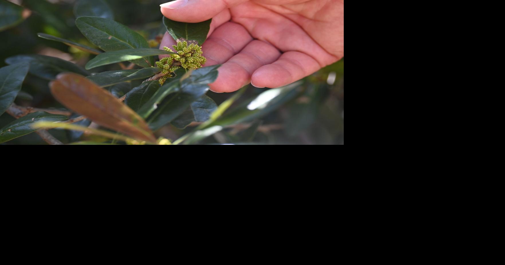 SC's abundance of live oaks, pine trees make allergies worse