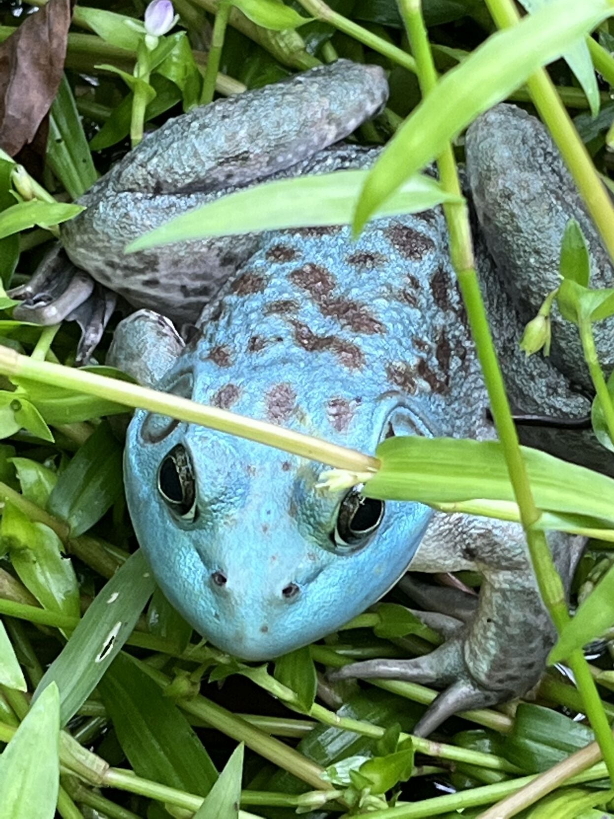 ECOVIEWS: Some green frogs are blue