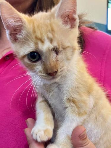 FOTAS: We all need to do our part to control the cat population