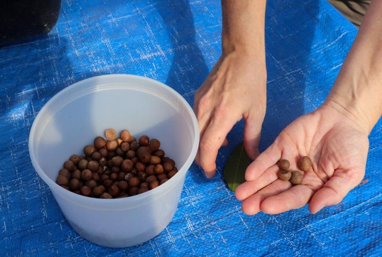 Table Rock tea farm taps into growing SC agritourism trend