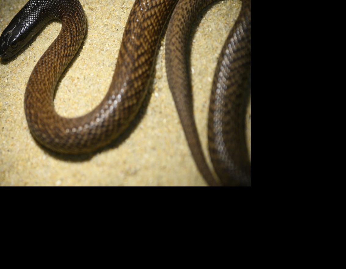 Florence bans exotic animals months after inland taipan bite