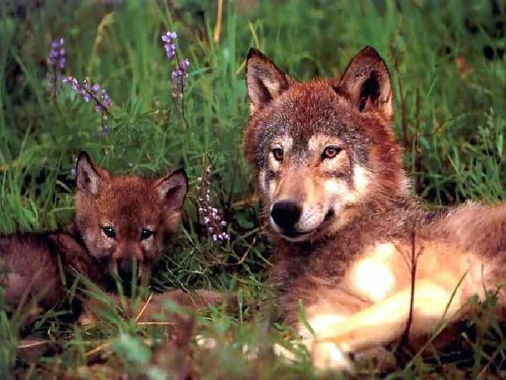 Brookgreen Gardens soon to be home to pack of endangered red wolves