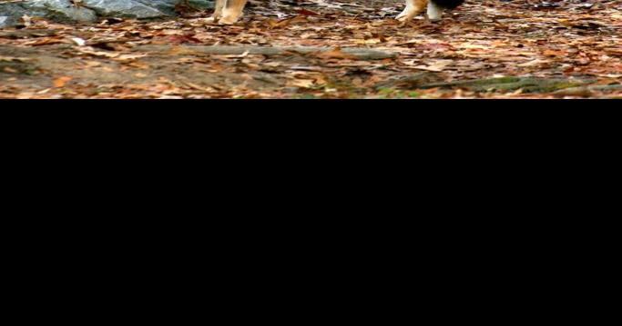 Editorial: Don’t give up on red wolves | Editorials | postandcourier.com