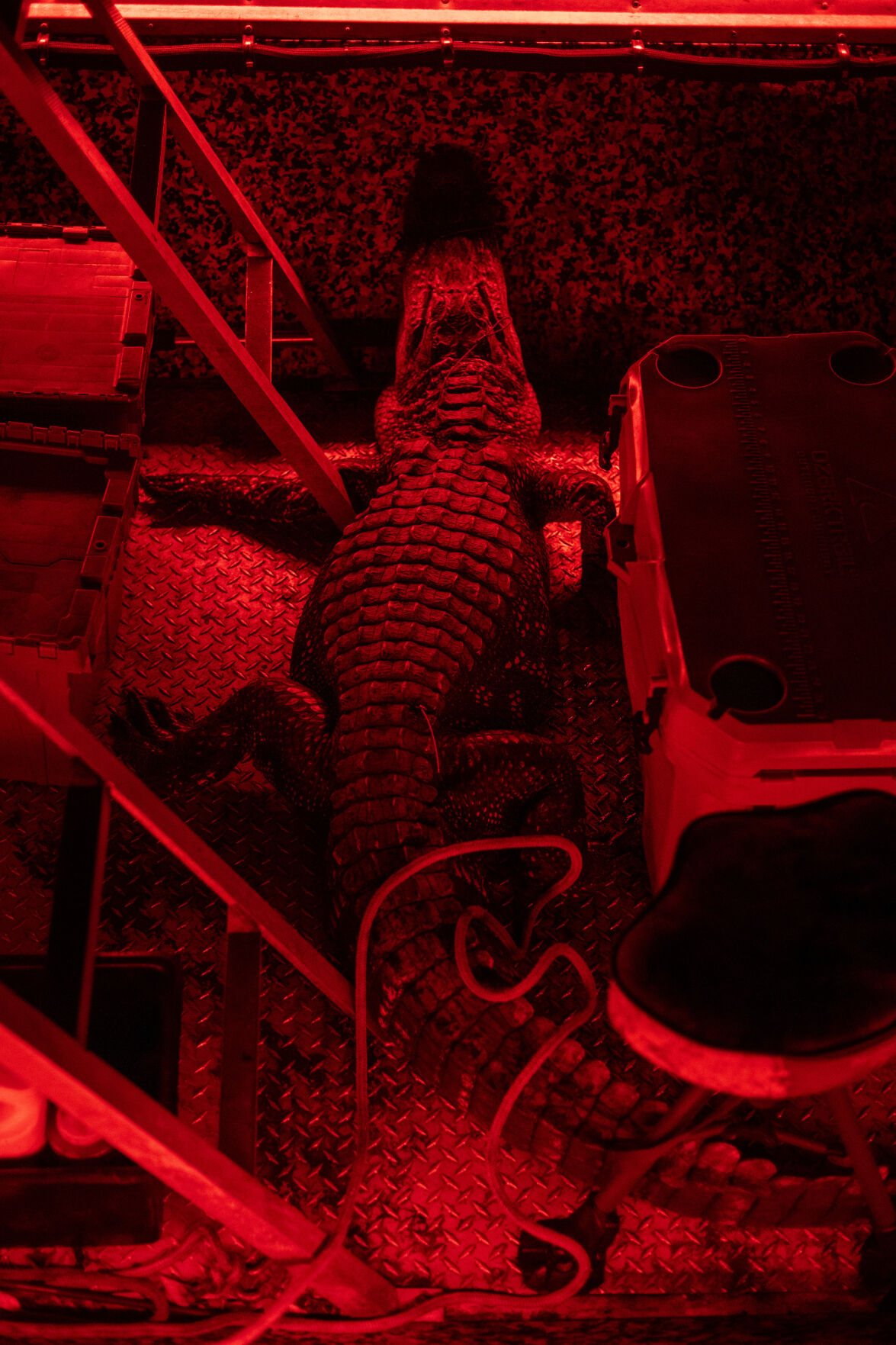 SC alligator hunters patrol waters for the elusive reptile