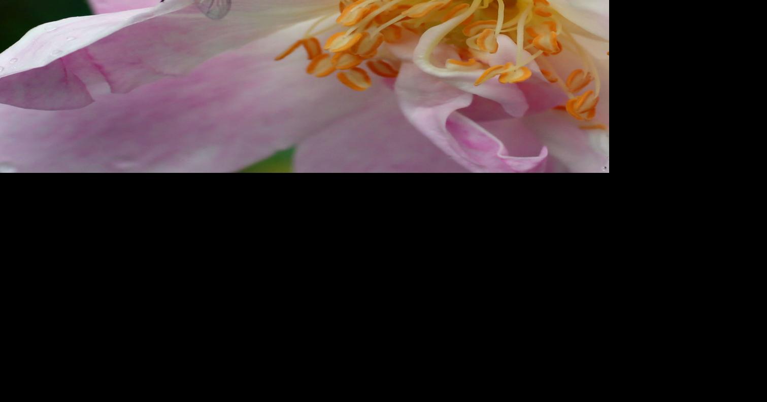 Jilted by history, gardener of a famous Charleston rose finds modern ...