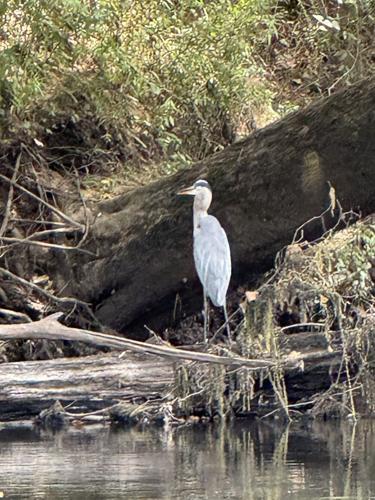 Still Here: Kayaking on the Saluda River in SC