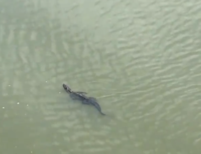 Alligator is spotted in the Cooper River off Patriot's Point