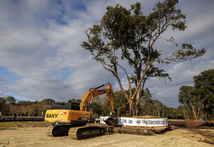 mount pleasant trees