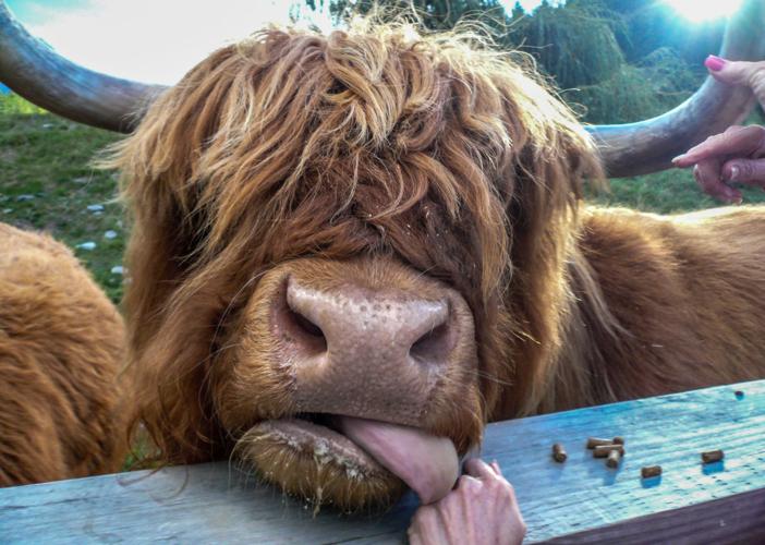 Reader photos: Farm Animals