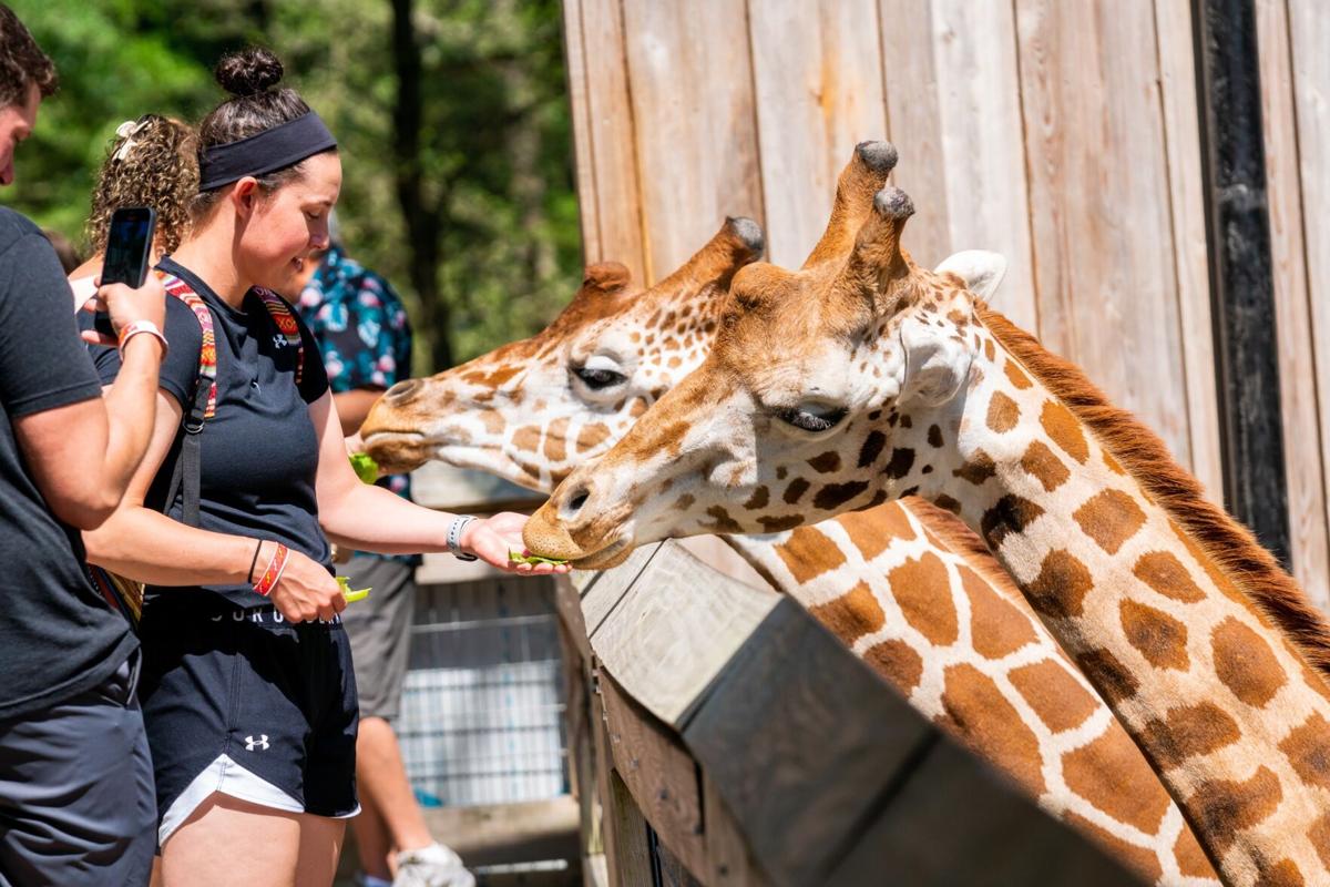 Bee City Zoo in Cottageville offers unique animal encounters