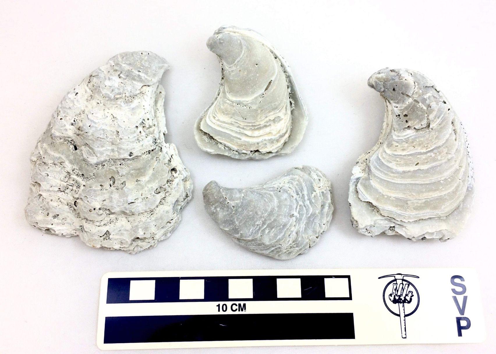 3 million-year-old oyster shell found on Folly Beach in wake of SC ...