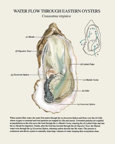 How oysters filter water and improve water quality