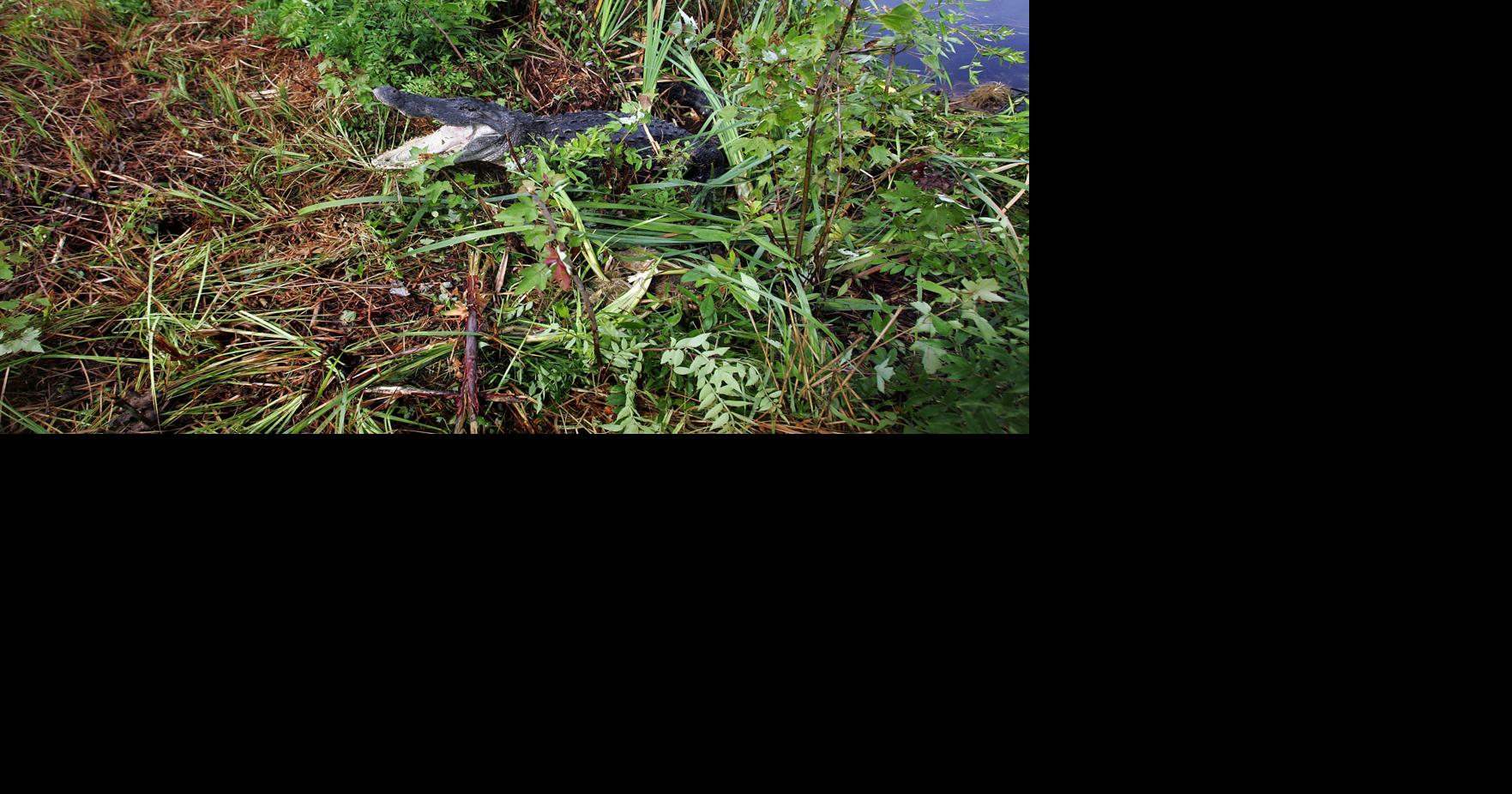Alligators -- Catch, Study and Release
