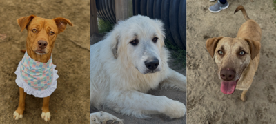 Snips and chips mandates for dogs could be coming to Lexington; animal ...