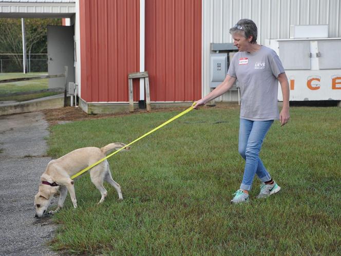 Shelter from the storm: Team Stinkykiss seeking homes for canine evacuees