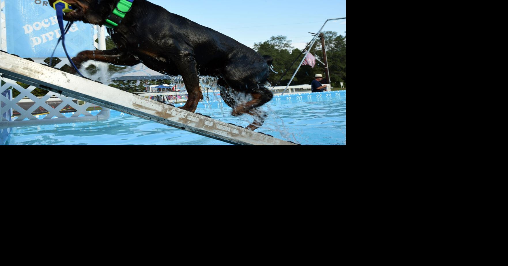 Springing into September: Pooches in the Pool