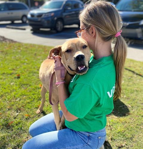 Dorchester Paws preps for new shelter, still at maximum capacity ...